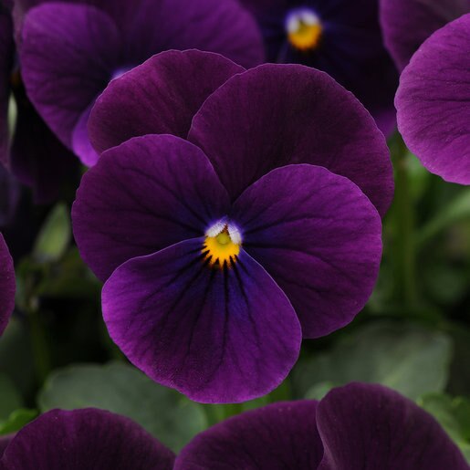 Viola Cornuta Sorbet XP Purple Horned Violet | SiteOne