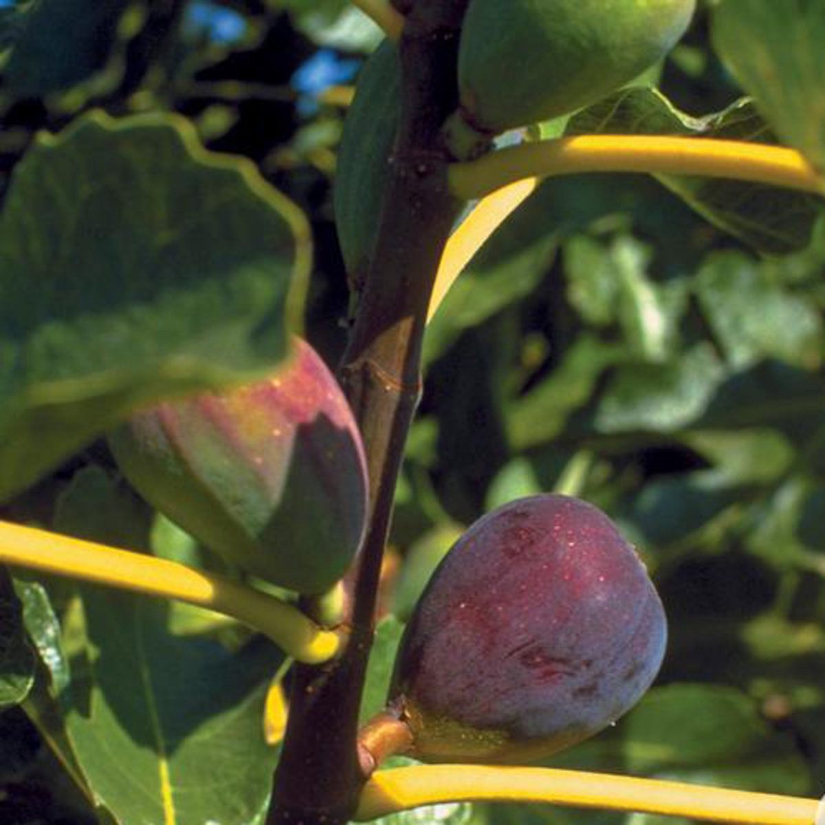 Ficus Carica Black Italian Fig | SiteOne