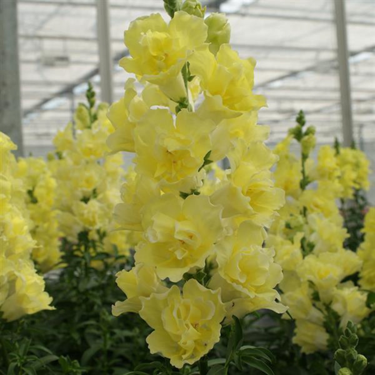 Antirrhinum Majus DoubleShot Yellow Snapdragon | SiteOne