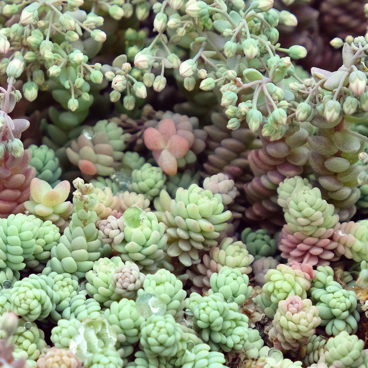 Sedum Dasyphyllum Himalayan Skies Corsican Stonecrop | SiteOne