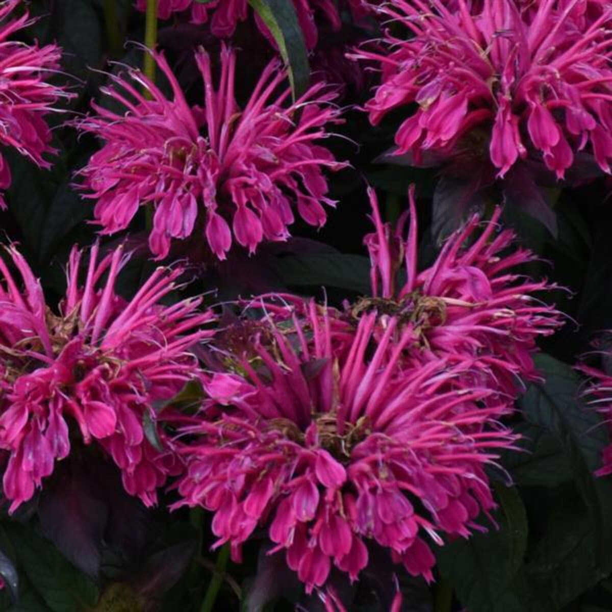 Monarda X Sugar Buzz Berry Taffy Bee Balm | SiteOne