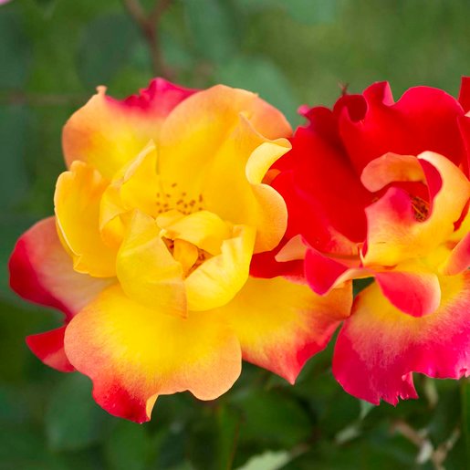 Rosa Floribunda 'Rock Star Sunset Horizon' Rose | SiteOne