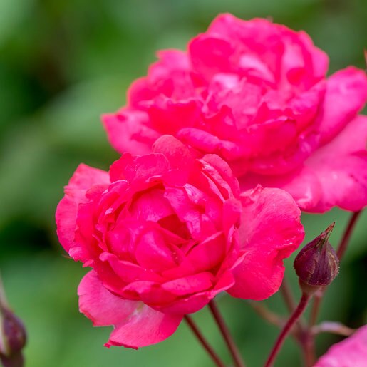Rosa Grandiflora Tahitian Treasure Rose | SiteOne