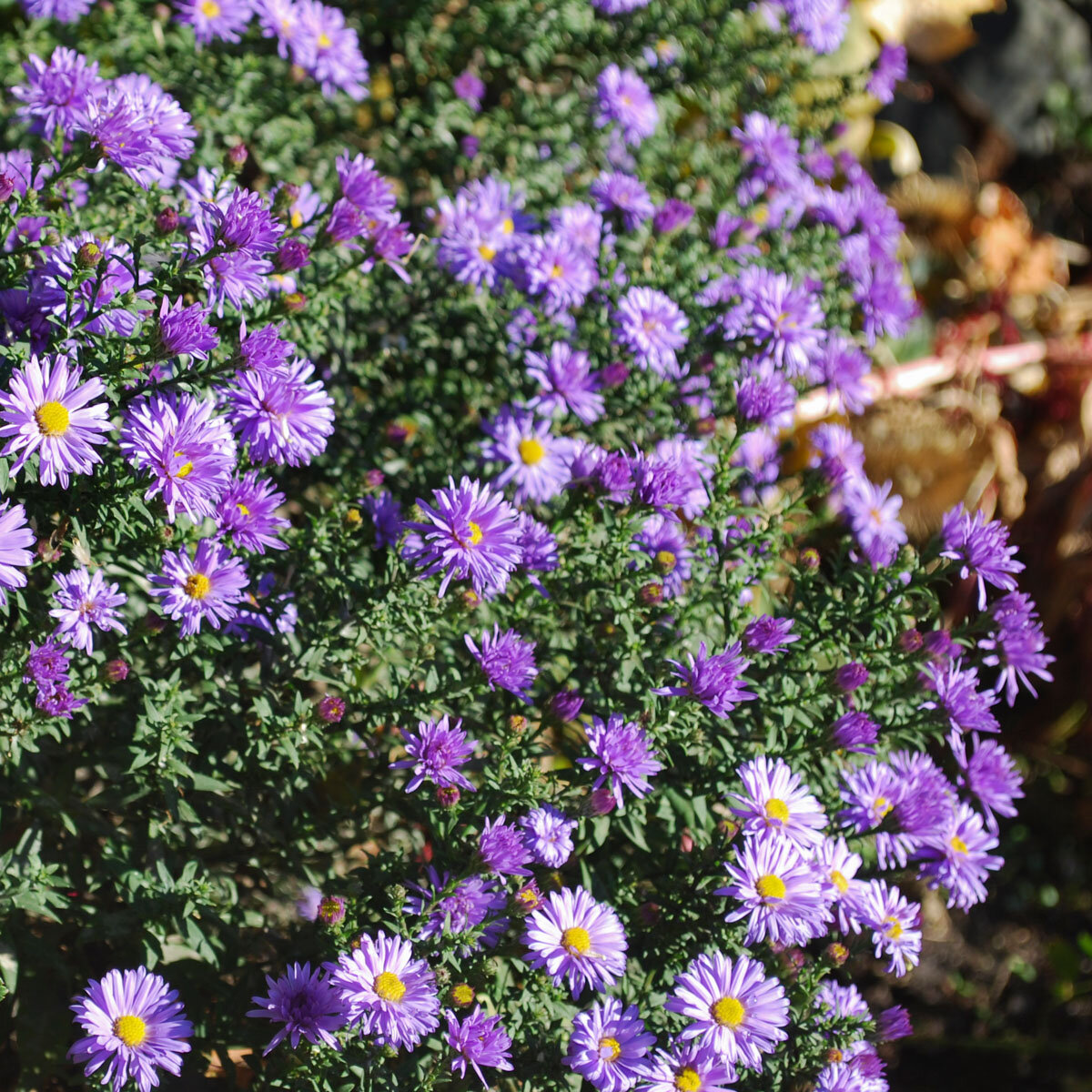 Aster Alpinus Dark Beauty Alpine Aster | SiteOne