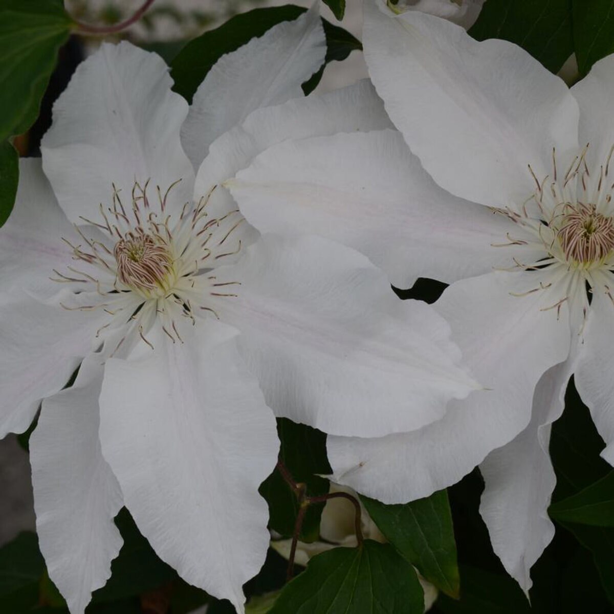 Clematis Hyde Hall Early Large-Flowered Clematis | SiteOne
