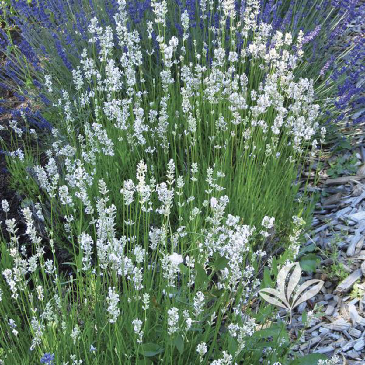 Lavandula X Intermedia Alba White Lavandin | SiteOne