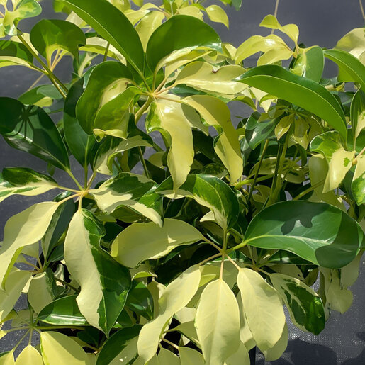 Schefflera Arboricola Dazzle Umbrella Plant | SiteOne