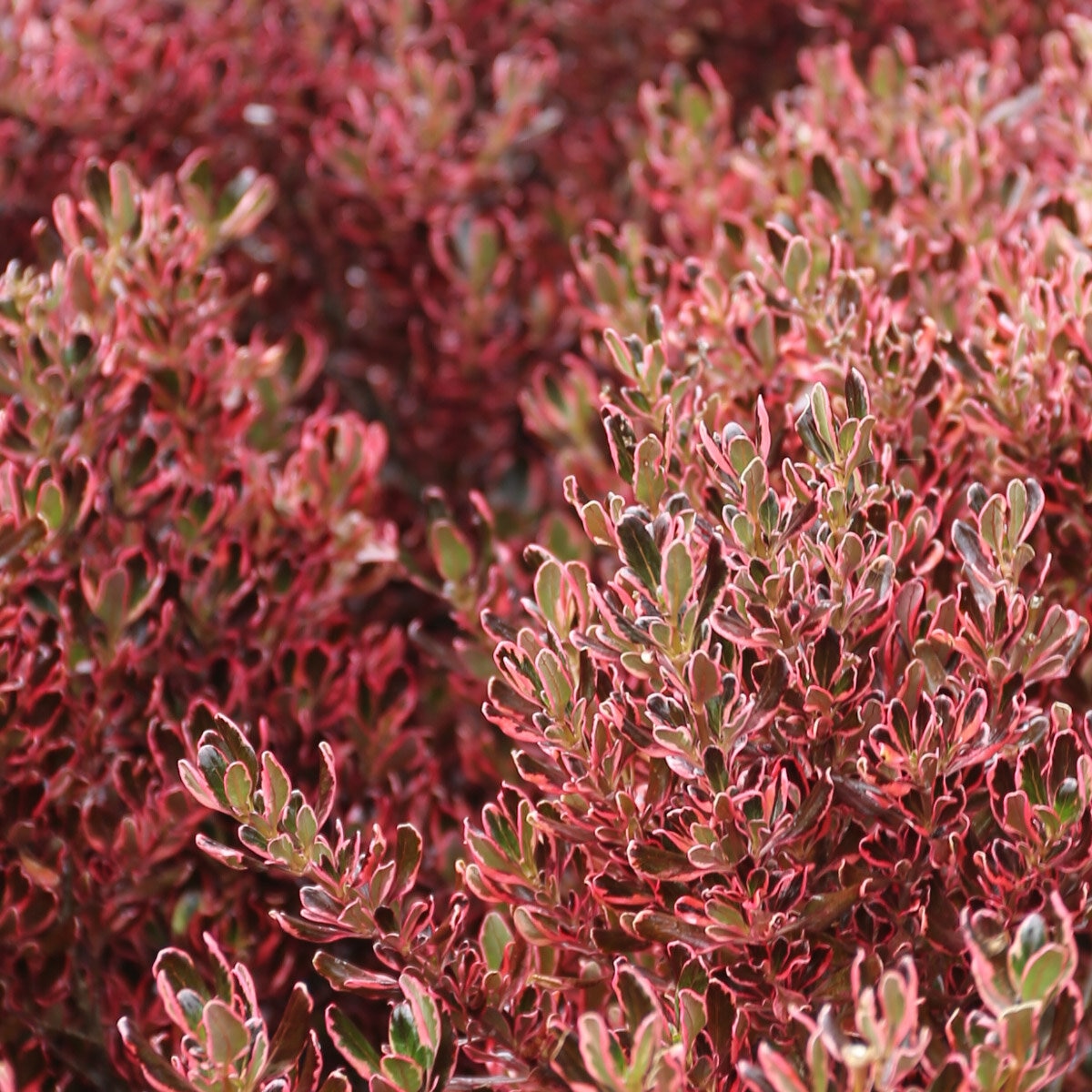 Coprosma Repens Pacific Sunrise Mirror Plant | SiteOne