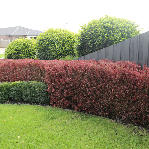 Coprosma Repens Pacific Sunrise Mirror Plant | SiteOne