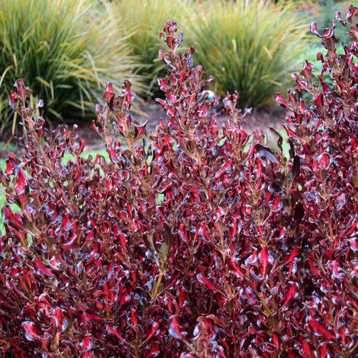 Coprosma Repens Pacific Sunset Mirror Plant | SiteOne