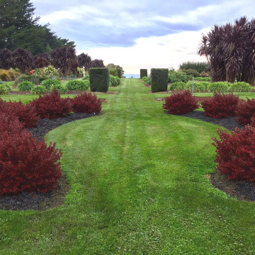 Coprosma Repens Pacific Sunset Mirror Plant | SiteOne