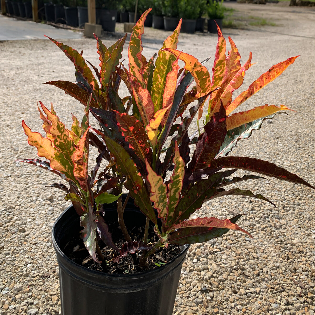 Codiaeum Variegatum Pie Crust Croton | SiteOne