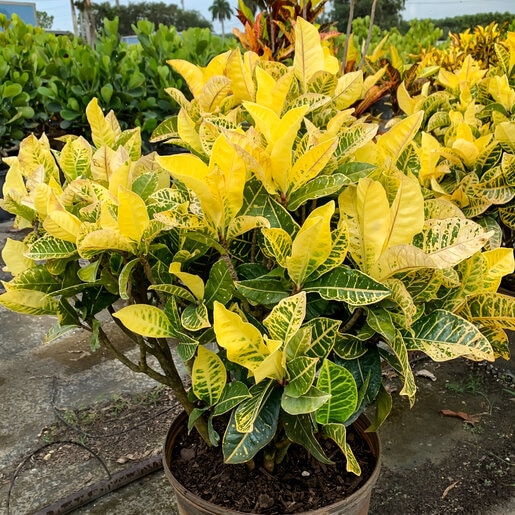 Codiaeum Variegatum Yellow Petra Croton | SiteOne