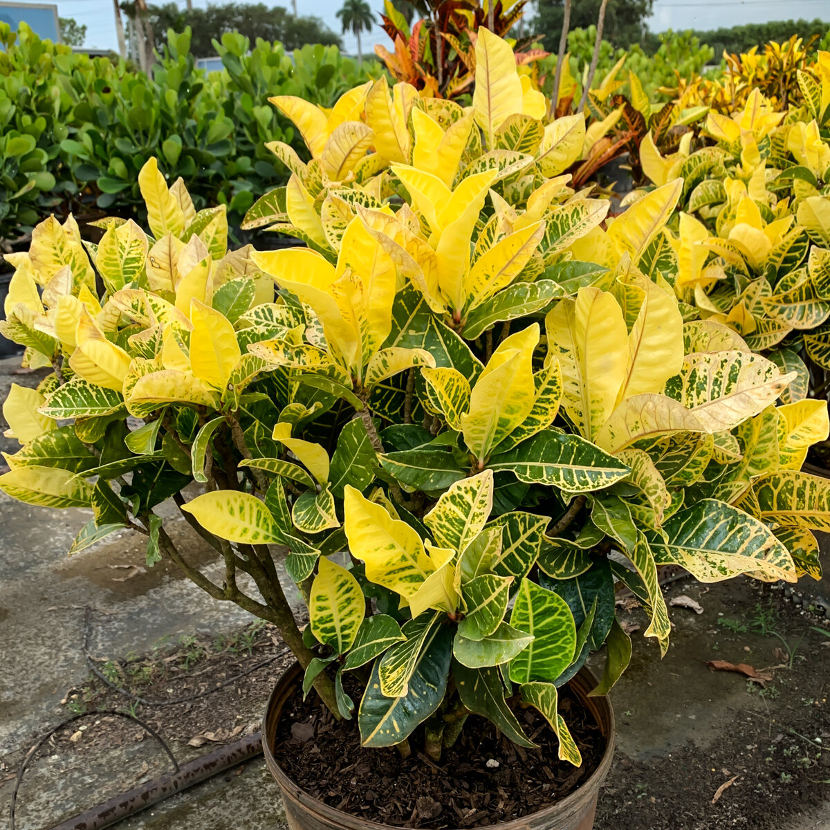 Codiaeum Variegatum Yellow Petra Croton | SiteOne