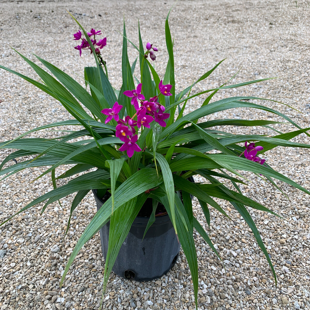 Spathoglottis Plicata Philippine Ground Orchid | SiteOne