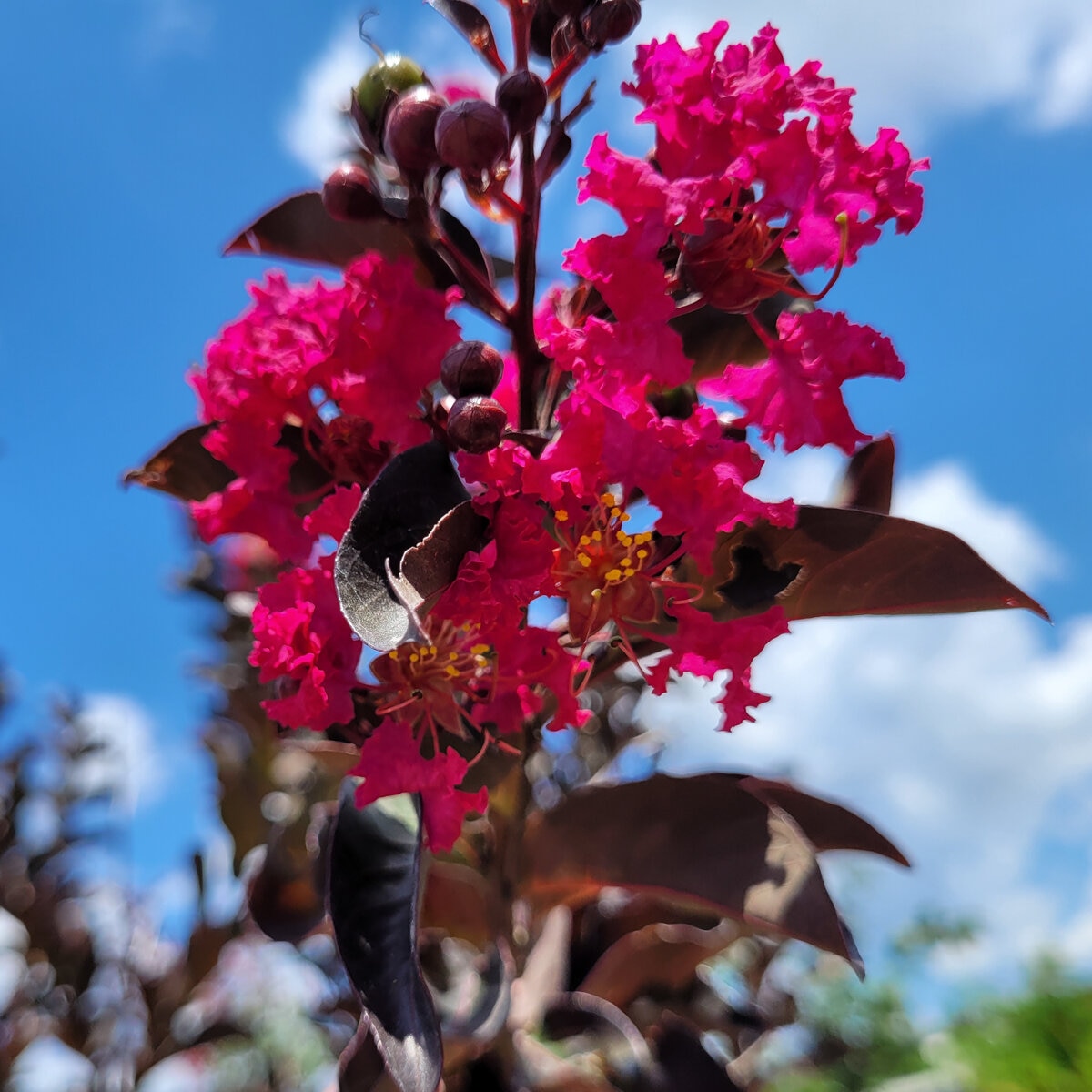 Lagerstroemia Indica Black Diamond Best Red Crape Myrtl | SiteOne