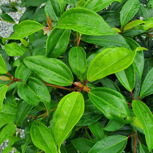 Viburnum Hybrida Moonlit Lace Viburnum | SiteOne