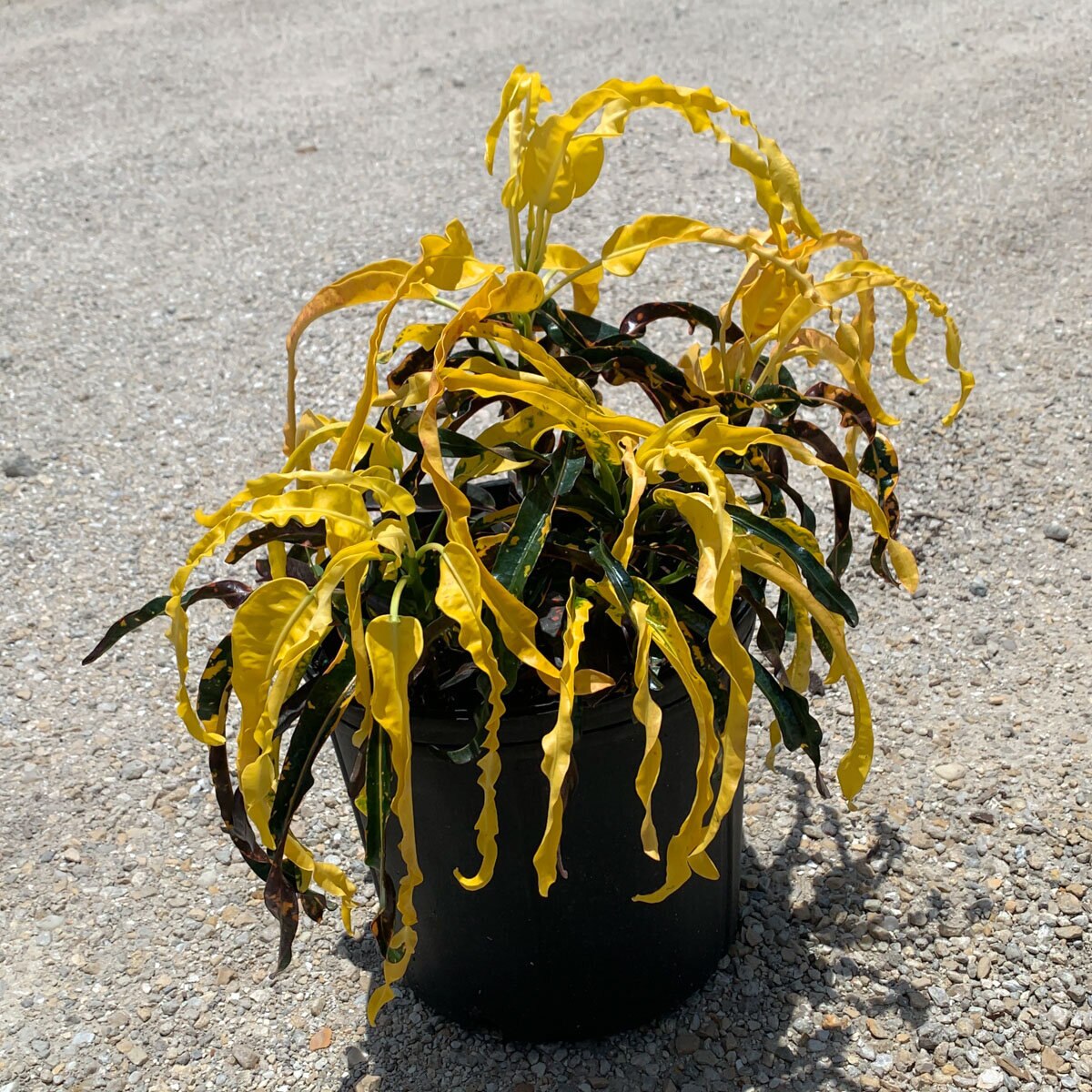 Codiaeum Variegatum Dreadlocks Croton | SiteOne