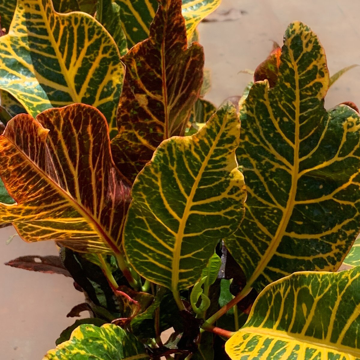 Codiaeum Variegatum Oakleaf Croton | SiteOne
