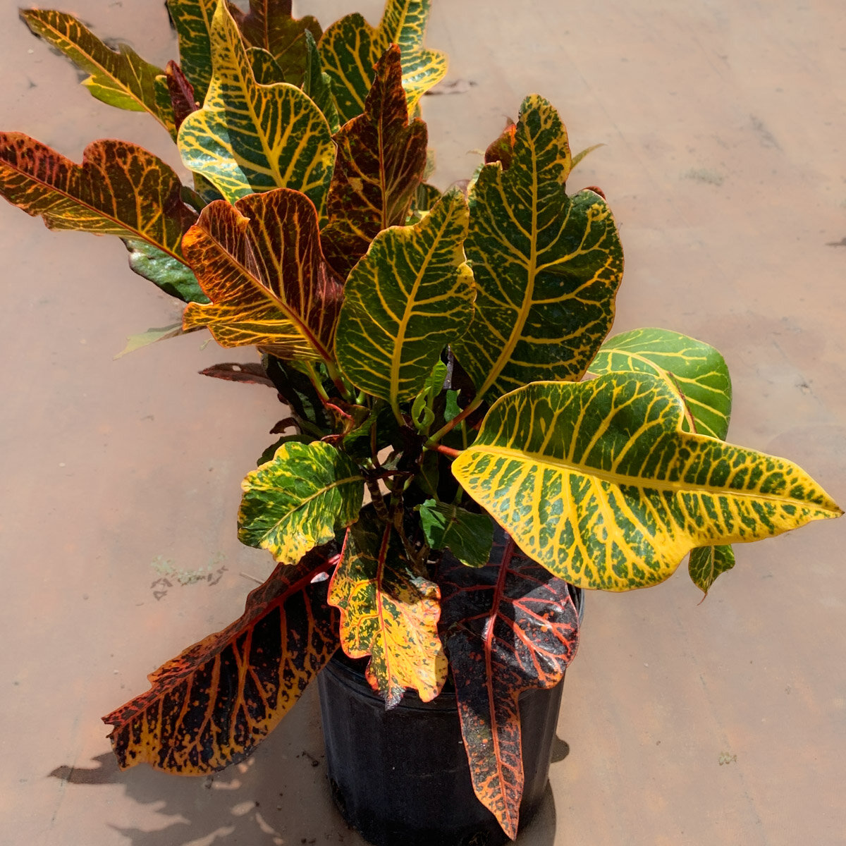 Codiaeum Variegatum Oakleaf Croton | SiteOne