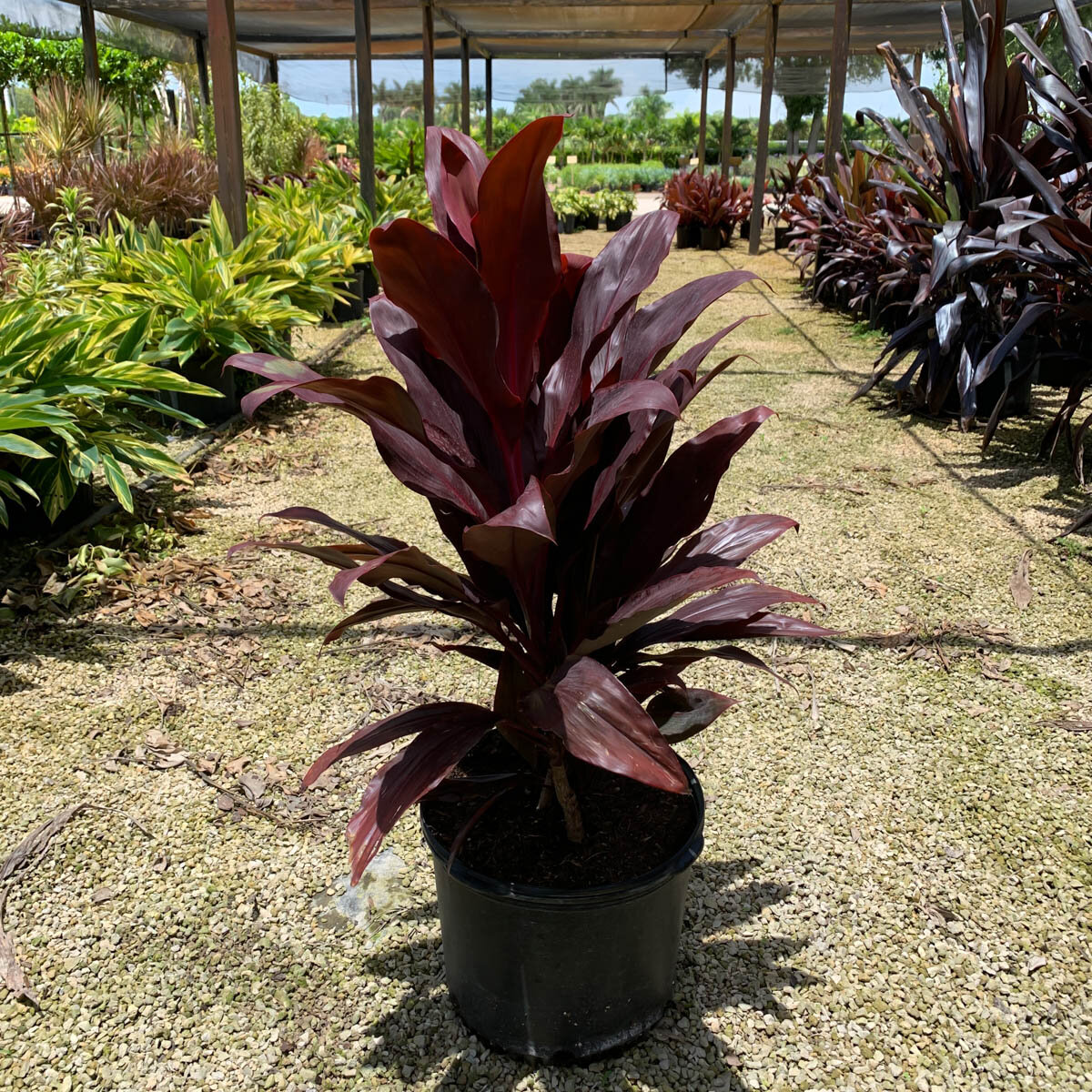 Cordyline Fruticosa Auntie Lou Ti Plant | SiteOne