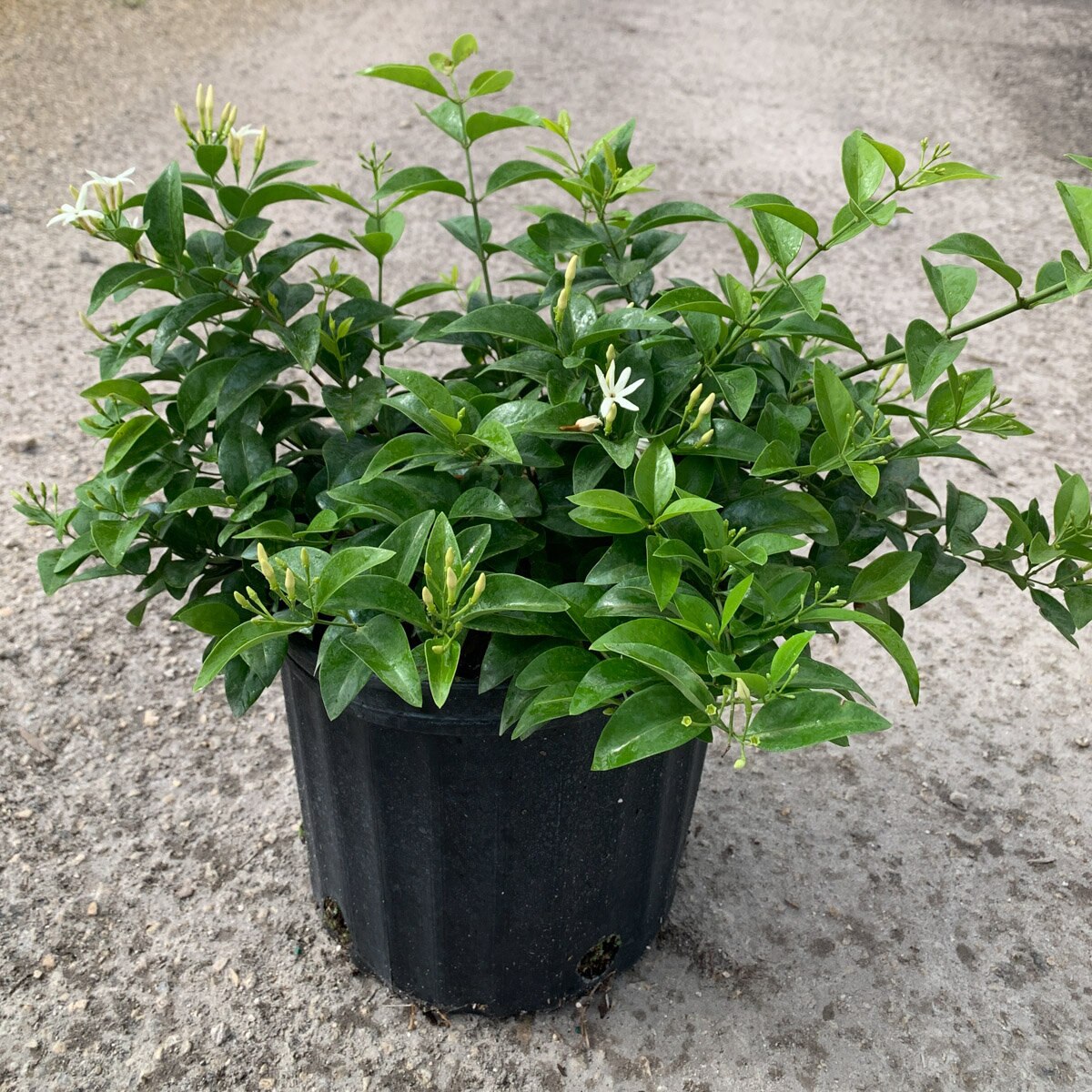 Jasminum Simplicifolium Australian Wax Jasmine | SiteOne