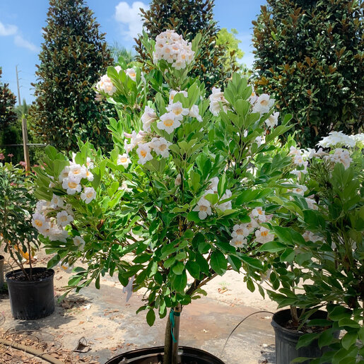 Radermachera Kunming Dwarf Tree Jasmine | SiteOne