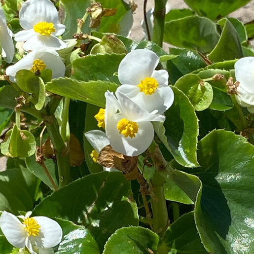 Begonia Semperflorens-Cultorum Wax Begonia | SiteOne