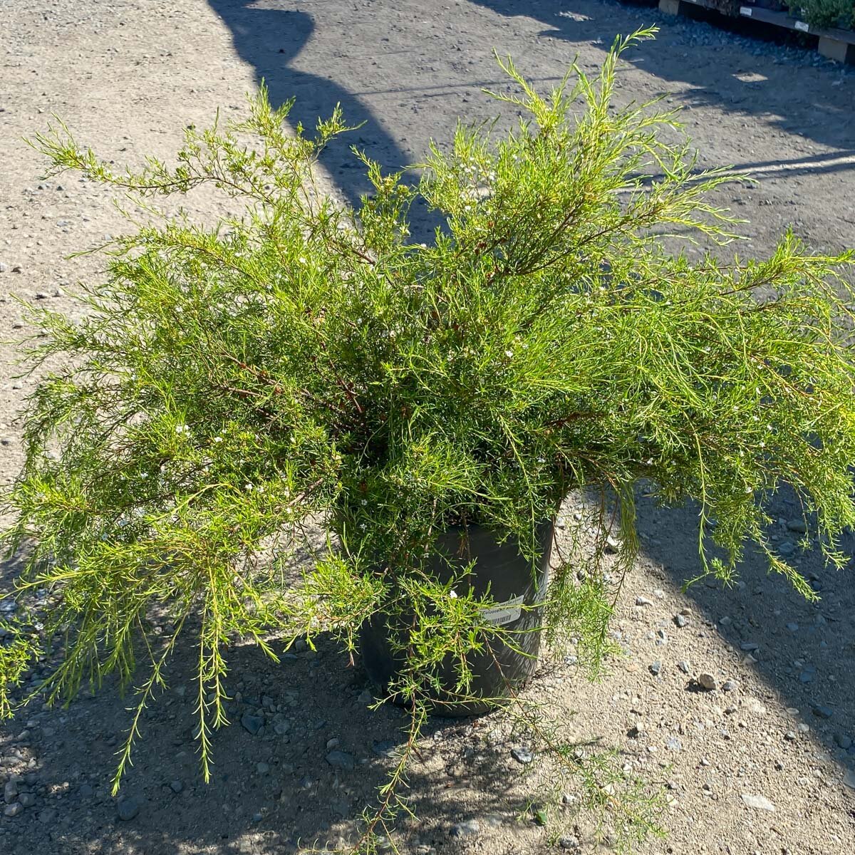 Coleonema Album White Breath of Heaven | SiteOne