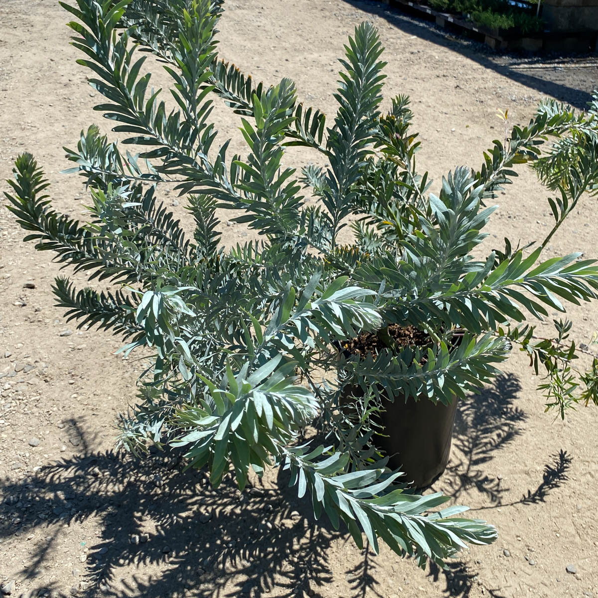 Acacia Covenyi Blue Rush | SiteOne