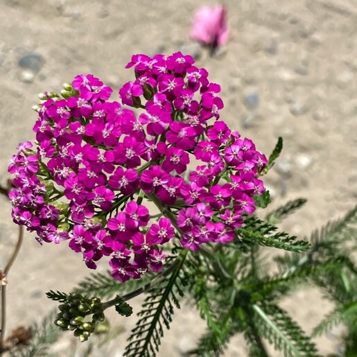 Achillea Millefolium 'Island Pink' Yarrow | SiteOne