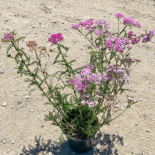 Achillea Millefolium 'Island Pink' Yarrow | SiteOne