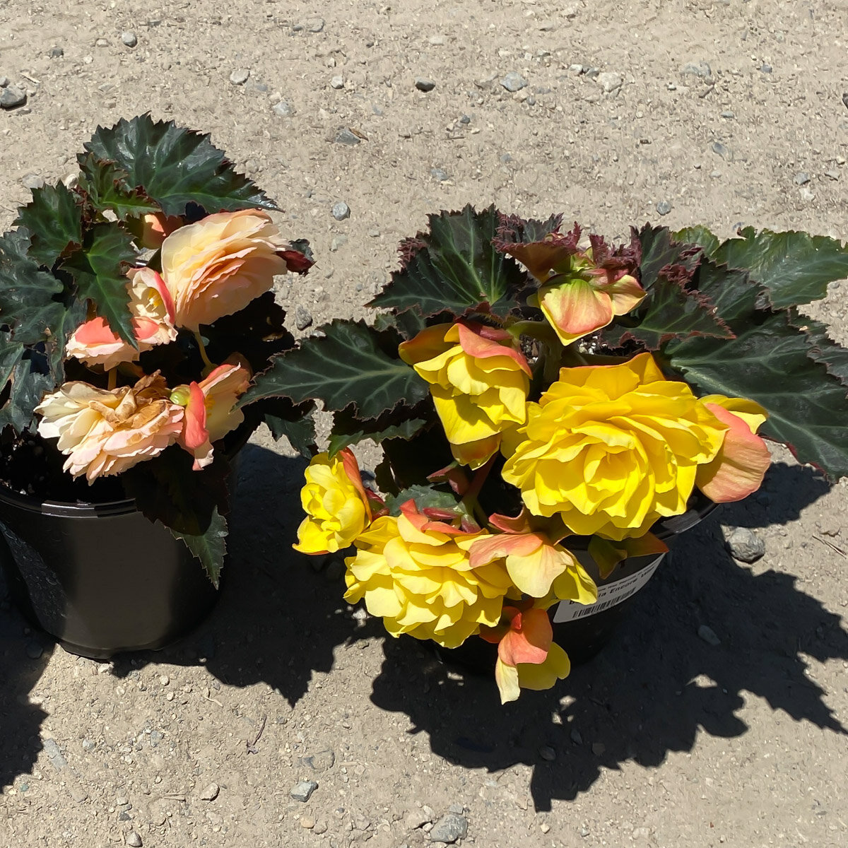 Begonia Encore Wax Begonia | SiteOne