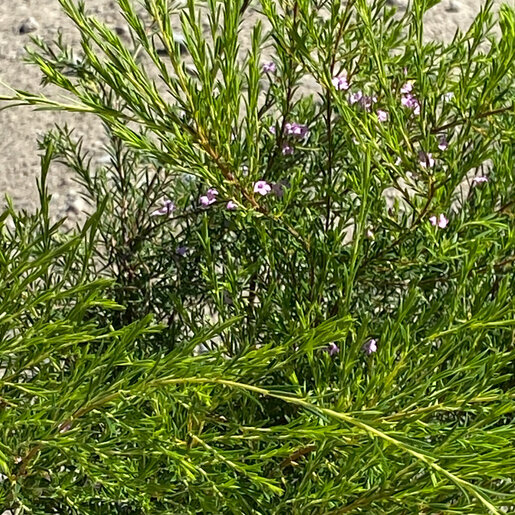 Coleonema Pulchrum Compacta Dwarf Pink Breath of Heaven | SiteOne