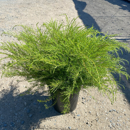 Coleonema Pulchrum Compacta Dwarf Pink Breath of Heaven | SiteOne