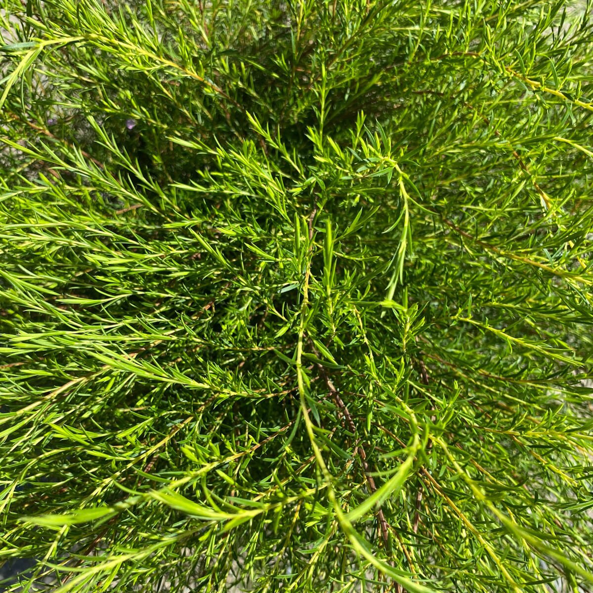 Coleonema Pulchrum Compacta Dwarf Pink Breath of Heaven | SiteOne