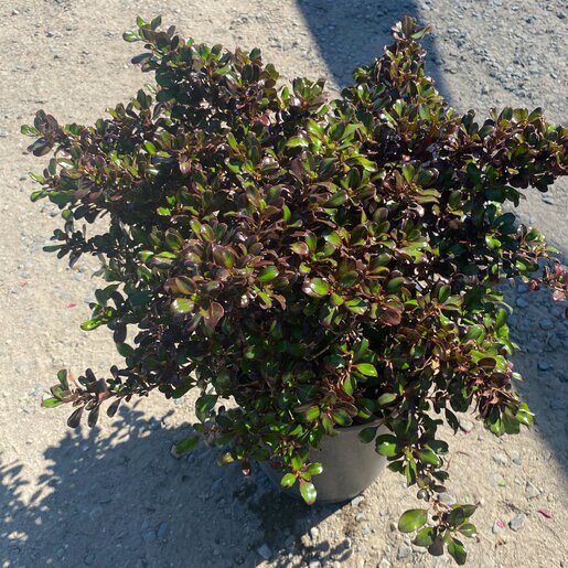 Coprosma Repens Karo Red Mirror Plant | SiteOne