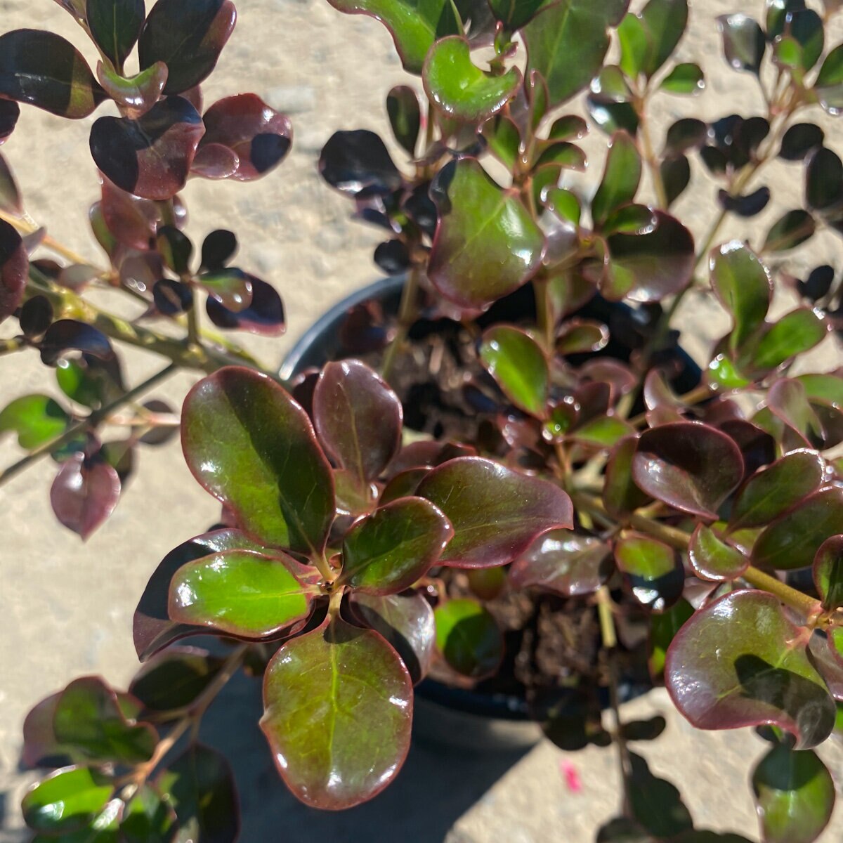 Coprosma Repens Plum Hussey Mirror Plant | SiteOne
