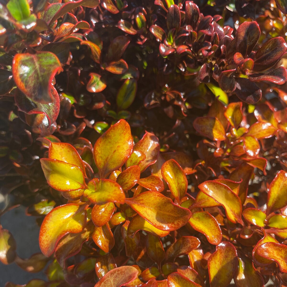 Coprosma Scarlett OHara Mirror Plant | SiteOne