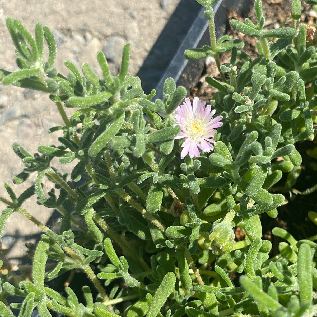 Drosanthemum Floribundum Pink Rosea Ice Plant | SiteOne
