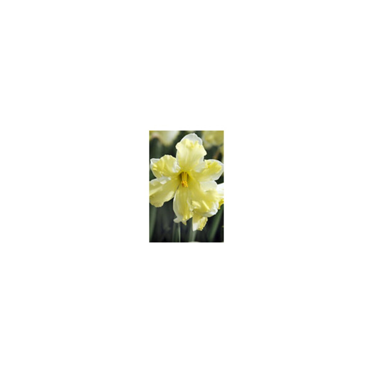 Narcissus Bulb Split Corona Cassata Daffodil | SiteOne