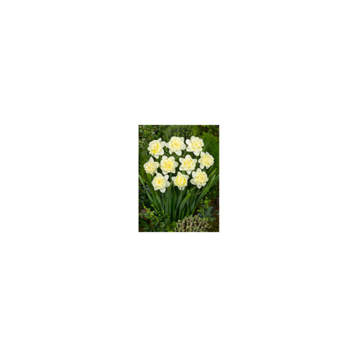 Narcissus Bulb Double Ice King Daffodil | SiteOne