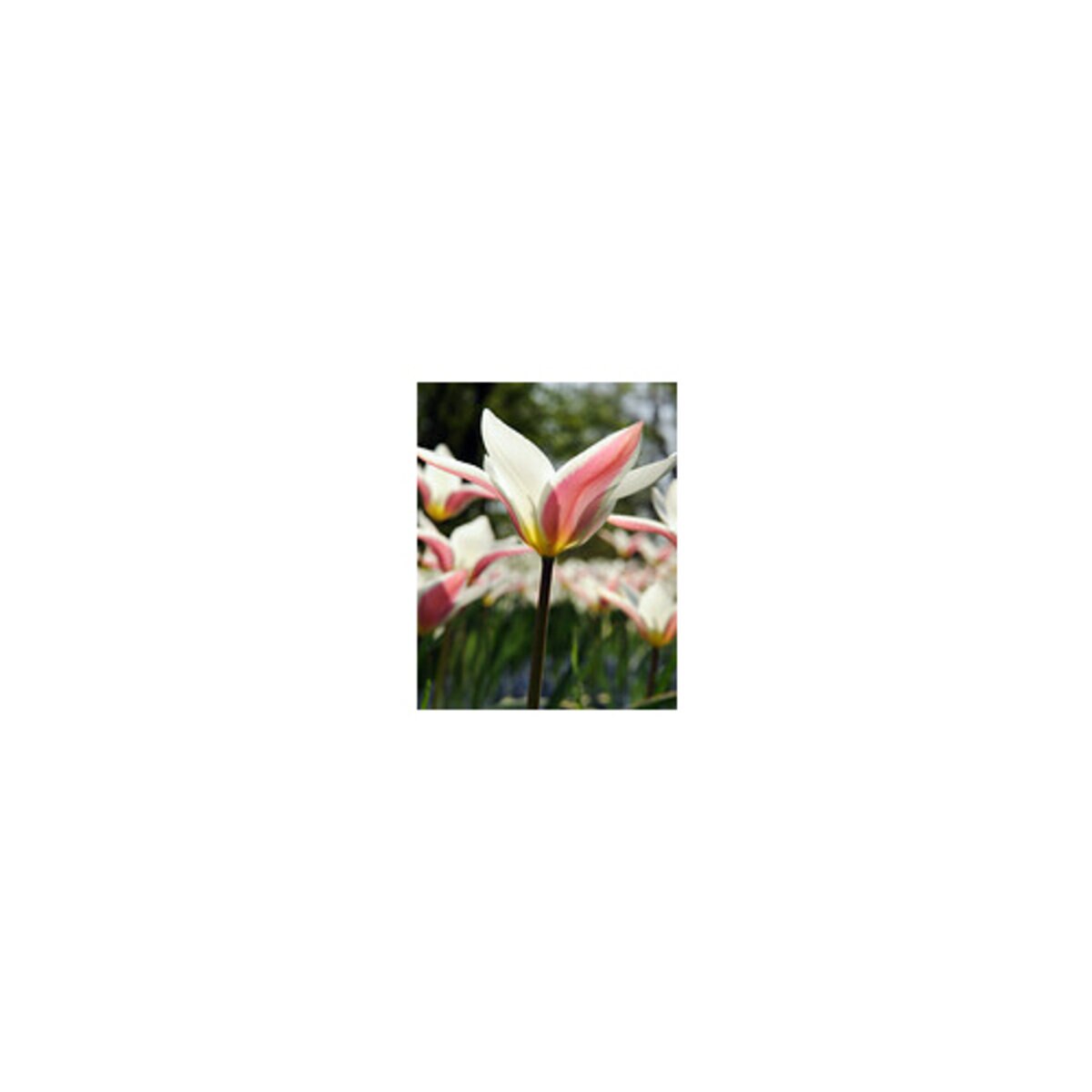 Tulipa Bulb Species Clusiana Lady Jane Tulip | SiteOne