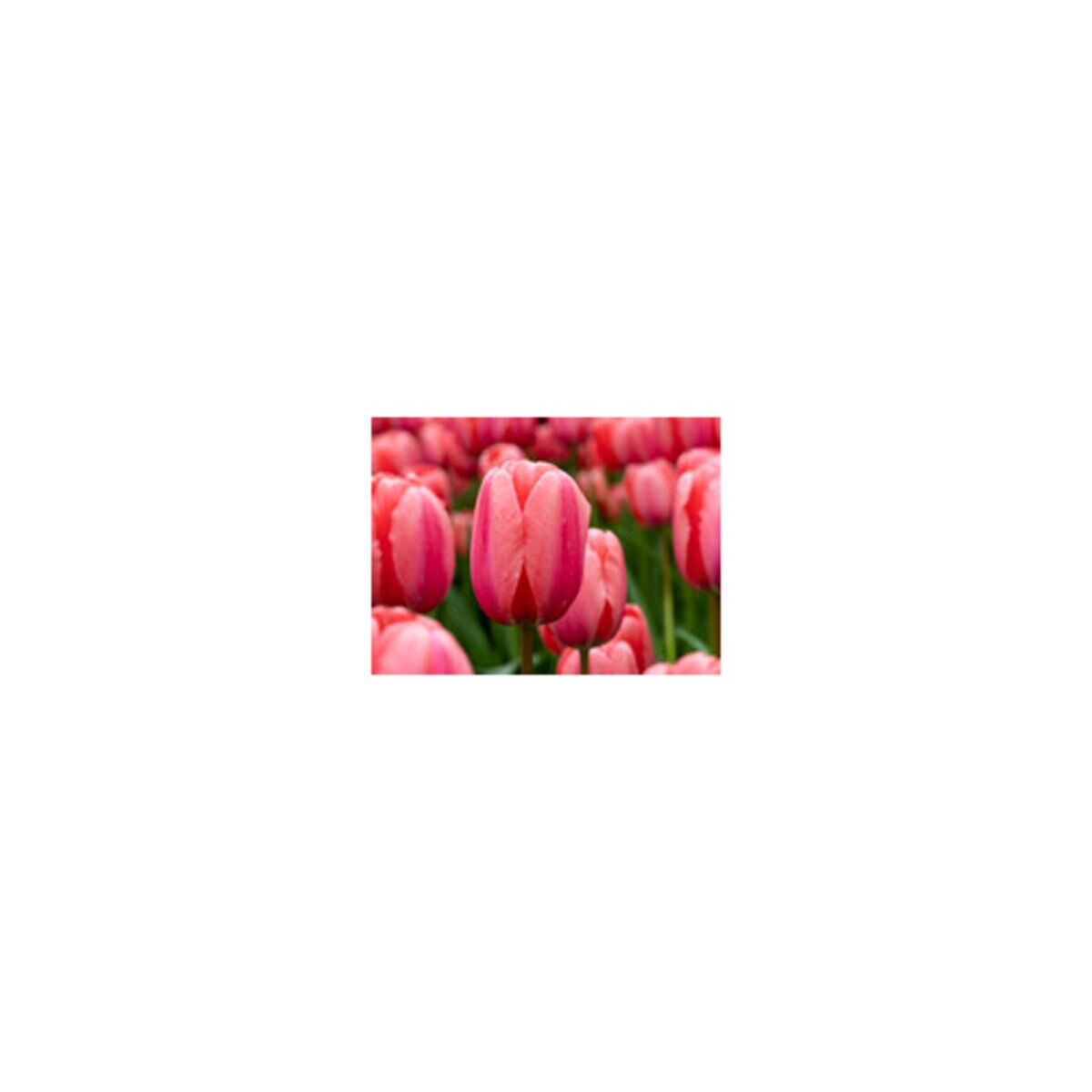 Tulipa Bulb Darwin Hybrid Design Impression Tulip | SiteOne