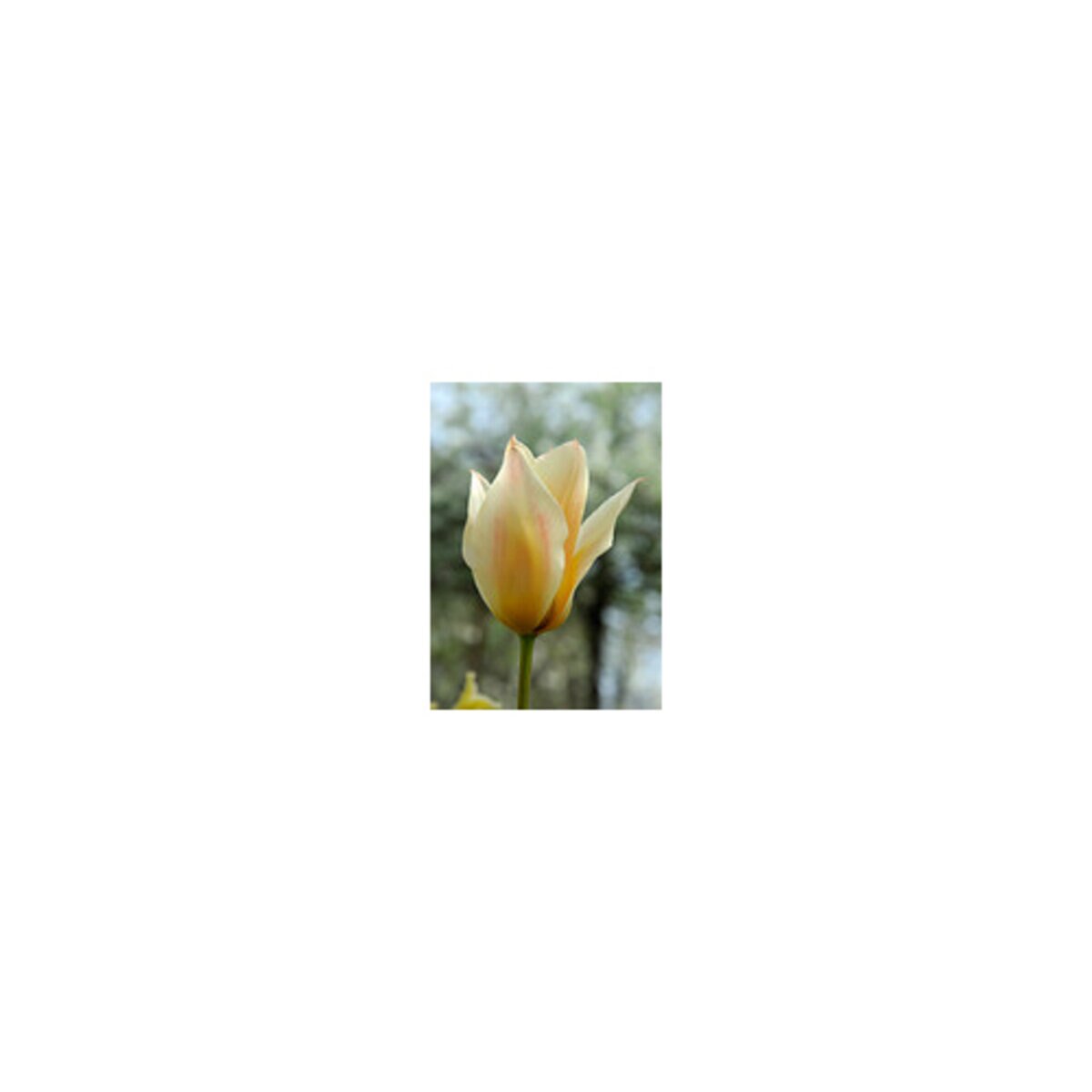 Tulipa Bulb Greggii Fur Elise Tulip | SiteOne