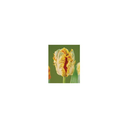 Tulipa Bulb Parrot King Tulip | SiteOne