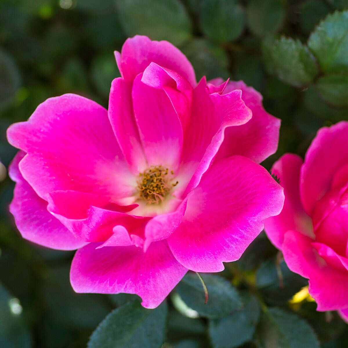 Rosa X Kolorscape Flamingo Shrub Rose | SiteOne