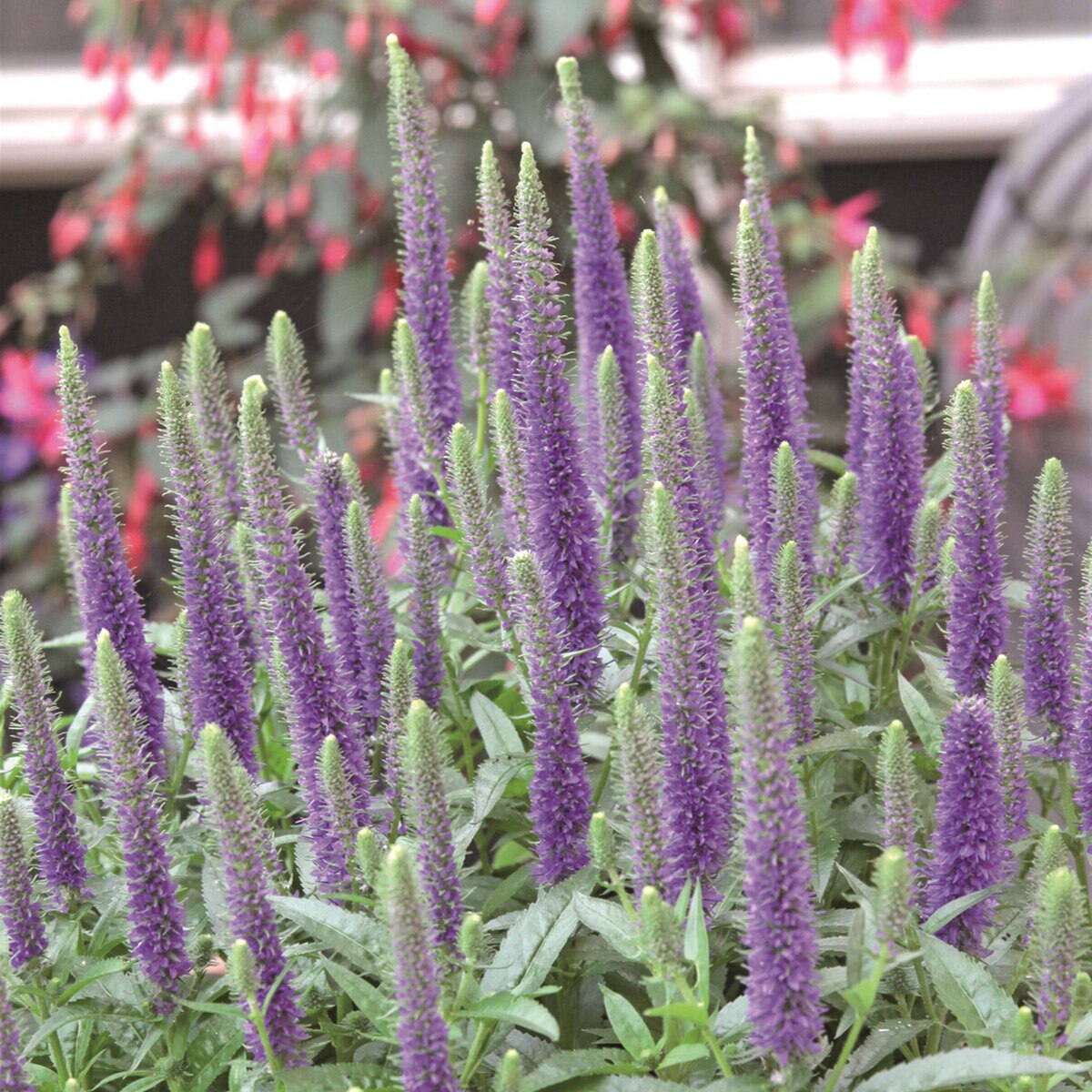 Veronica X Ulster Dwarf Blue Speedwell | SiteOne