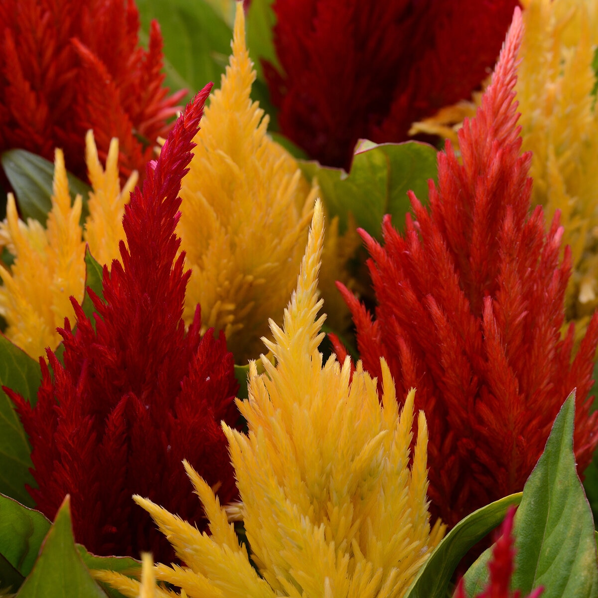 Celosia Argentea var. Plumosa First Flame Mixture Cocks | SiteOne