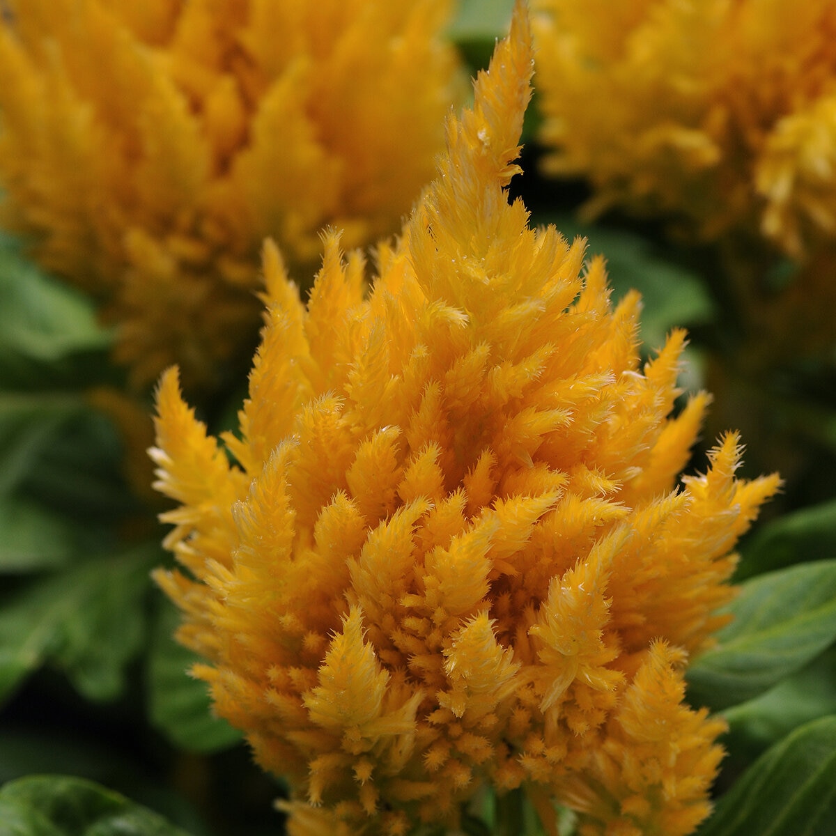Celosia Argentea var. Plumosa First Flame Yellow Cocksc | SiteOne
